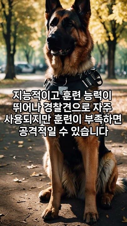 사나운 개 품종 Top 5 Youtube