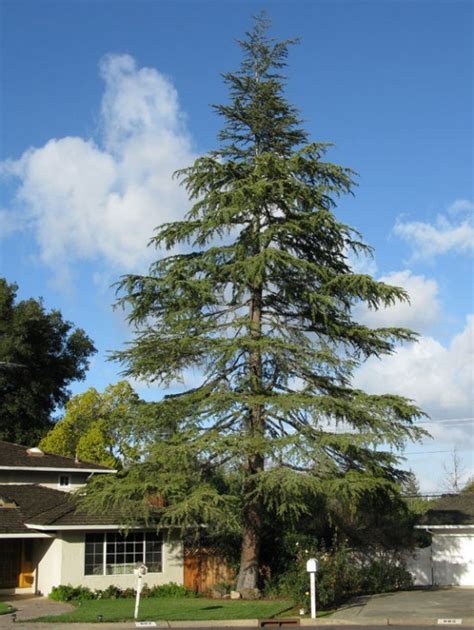 Evergreen Trees Buy Evergreen Trees Online The Tree Center