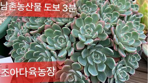 인천조아다육루이스 불꽃 레드 스텔라 아메치스 립스틱 로즈흑법사 블링핑크 일렉트라 파이어필라 미나 블랙다이아 레드다이아몬드펄 신디 아메스트로