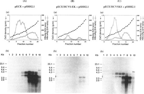 Cesium Chloride Density Gradient Analysis Of Released Hbv Particles In Download Scientific