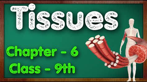 Tissue Class 9 Biology Cbse 001 9th Grade Quiz Wayground