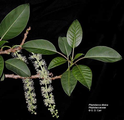 Phytolaccaceae Alchetron The Free Social Encyclopedia