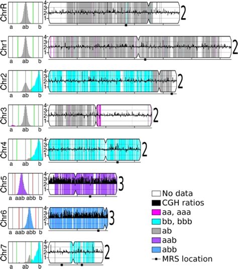 Visualization Of SNP CGH Array Data Data For Each Strain Analyzed By Download Scientific