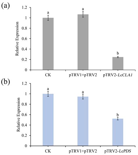 Establishing A Virus Induced Gene Silencing System In Lycoris Chinensis