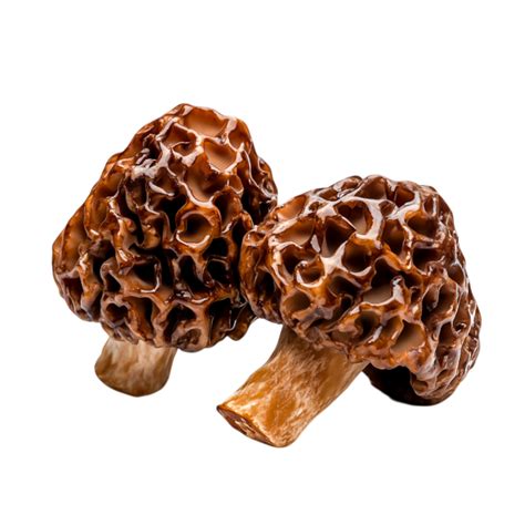 Fresh Morel Mushrooms With Textured Caps For Culinary Use And Gourmet