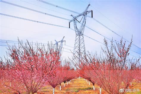 湖北襄阳八里岔：红梅花儿开