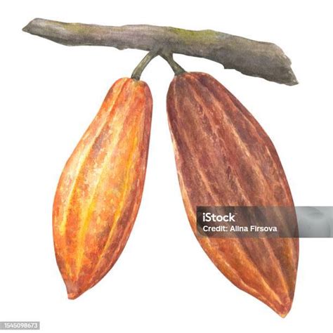 나뭇가지에 있는 빨간색과 갈색 코코아 과일의 수채화 그림 고립된 손으로 그린 그림입니다 포장 디자인 메뉴에 적합 코코아 콩에 대한 스톡 벡터 아트 및 기타 이미지 Istock