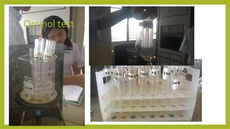 Hydrolysisofnucleicacidspptx