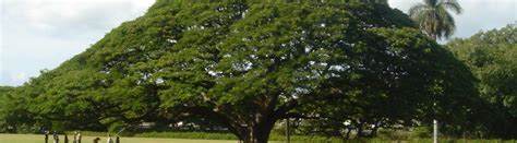 Acacia Mediko Ph