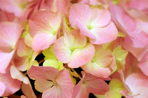 Orange Hydrangea Stock Image Image Of Happiness Greenery 42403123
