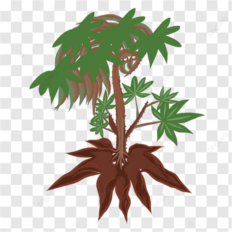Magic Cassava Tree Vector Cassava Botany Magic Png And Vector With