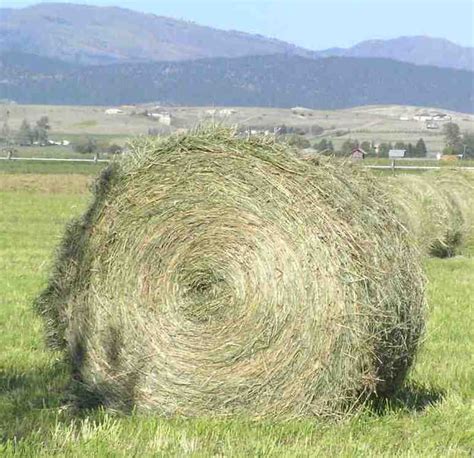Buy Timothy Hay Bales For Sale Premium Timothy Hay Wholesale Supplier