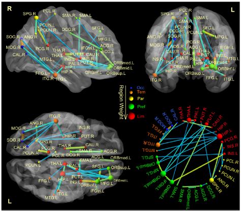 Region Weights And Distribution Of The Consensus Anatomical