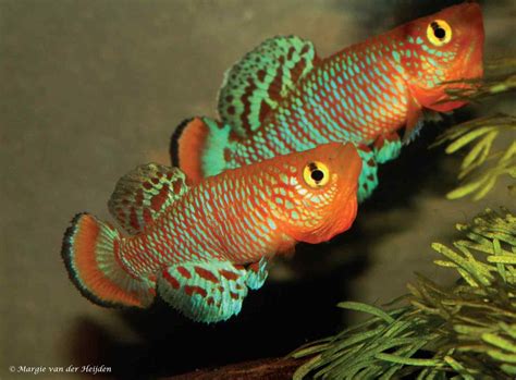 Nothobranchius Rachovii Aquainfo