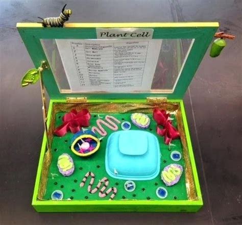 How To Create 3d Plant Cell And Animal Cell Models For Science Class