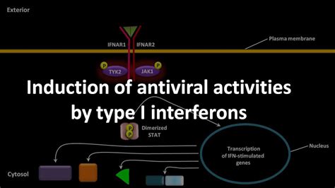 Induction Of Antiviral Activities By Type I Interferons Youtube