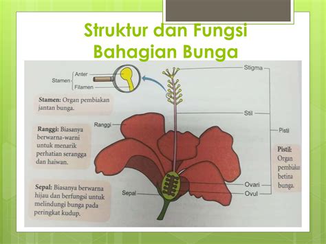 Soalan Sains Tingkatan 1 Bab 4 Pembiakan Sains Tingkatan 1 Bab 4