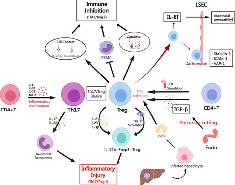 Figure 1 From The Role Of Regulatory T Cells And Follicular T Helper