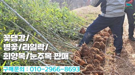 신바람 플랜트 협력농가 판매상품 나무장터com 꽃댕강06~10병꽃 06이상라일락 12~15 3만주회양목 03이상 눈주목 03이상 조경수 판매 Youtube