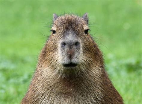Create Meme Full Face Capybara Cute Capybara Angry Capybara