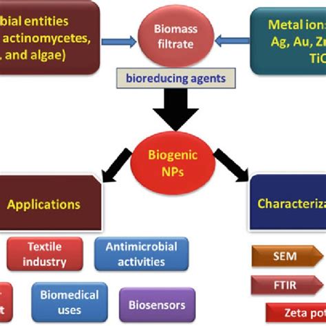 3 Schematic Diagram For The Biogenic Synthesis Of Nps Download