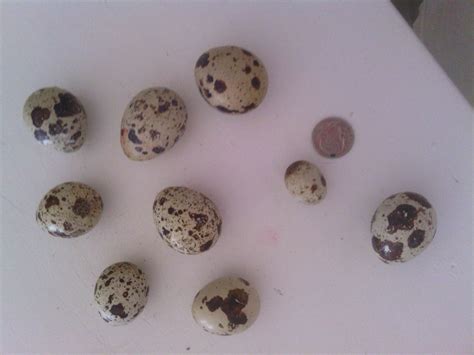 The Smallest Quail Egg I Have Ever Seen Backyard Chickens Learn How To Raise Chickens
