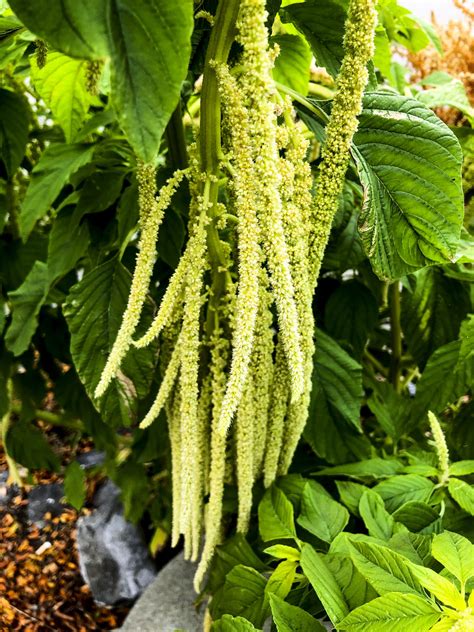 25 Gorgeous Green Flowers To For Outdoor Spaces Bouquets And More