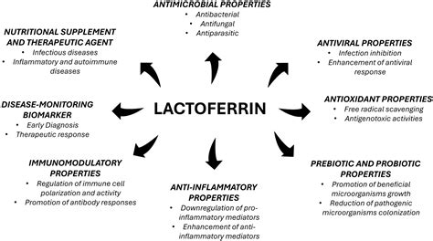 Lactoferrin A Natural Protein With Multiple Functions In Health And