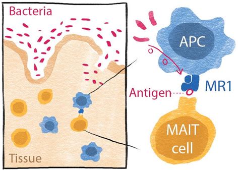 Groundbreaking Research Exposes Immune Systems Off Button” General