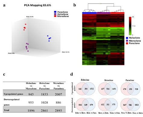 Snapshot Microarray Analysis Of Holoclones Meroclones And Paraclones
