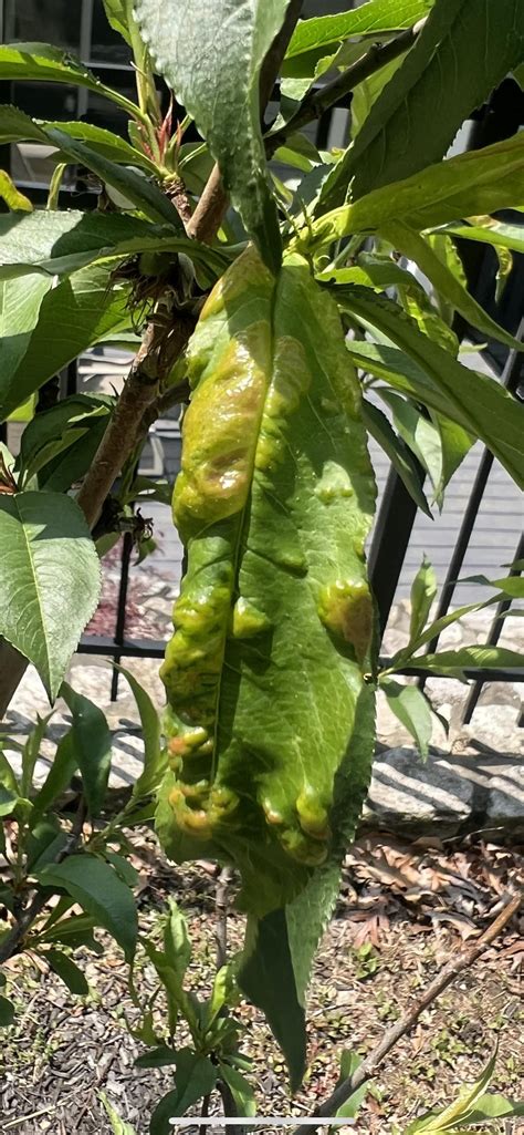 Whats This On My Peach Tree Leaf R Vegetablegardening
