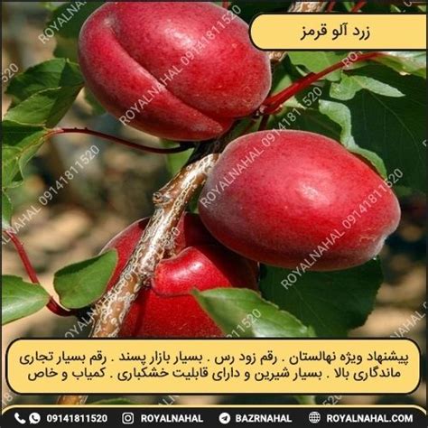 گالری عکس تصاویر نهال زردالو نهالستان نهالستان رویال نهال