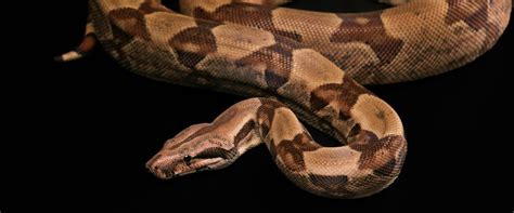 Rêver De Serpent En Islam Tout Ce Quil Faut Savoir Bs