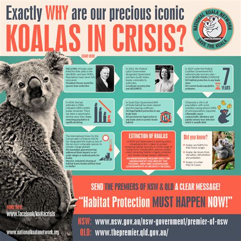 Why Are Koalas Useless At Tamara Wilson Blog