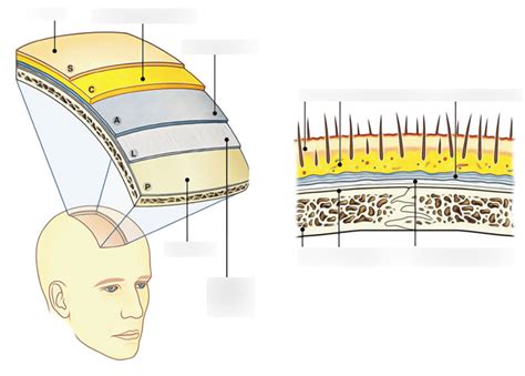 Diagram Of Scalp Structure Quizlet Diagram Of Scalp Structure Quizlet