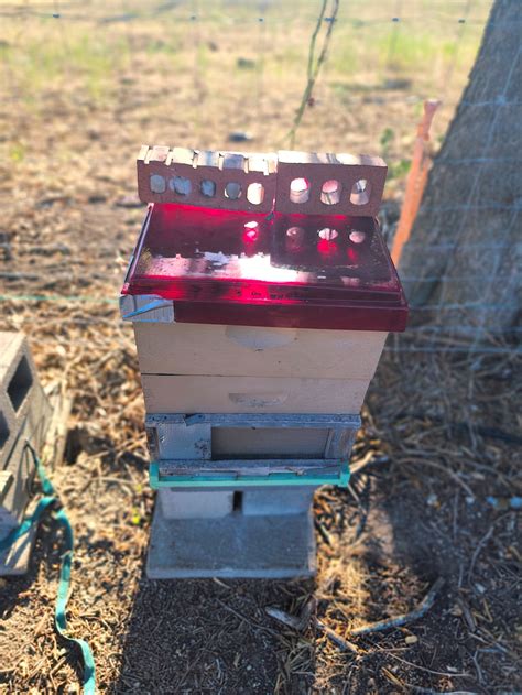 Red Plexiglass Lids For Small Hive Beetles Honey Bee Suite