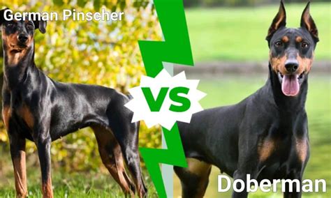 German Pinscher Vs Doberman Pinscher Which One Is Right Rottweiler Vs
