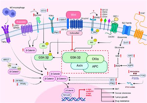The role of Wnt β catenin signaling on cancer stemness and drug