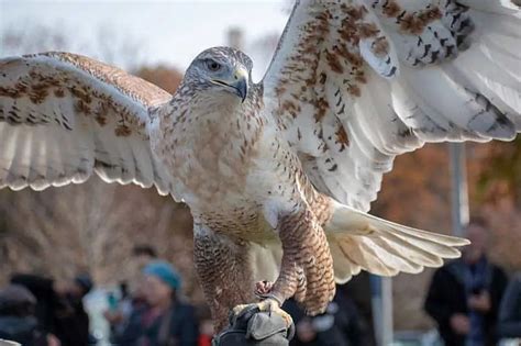 32 Birds Of Prey In Montana With Pictures And Facts Wildlife Informer