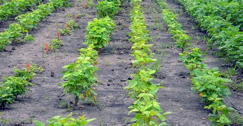 Traits Gleaned From Wild Soybeans Move Closer To Market