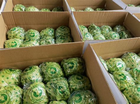 果蔬真空预冷机 蔬菜真空预冷机 熟食真空冷却机 深圳爱斯奥制冷设备有限公司