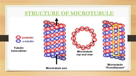 Cytoskeleton Pdf
