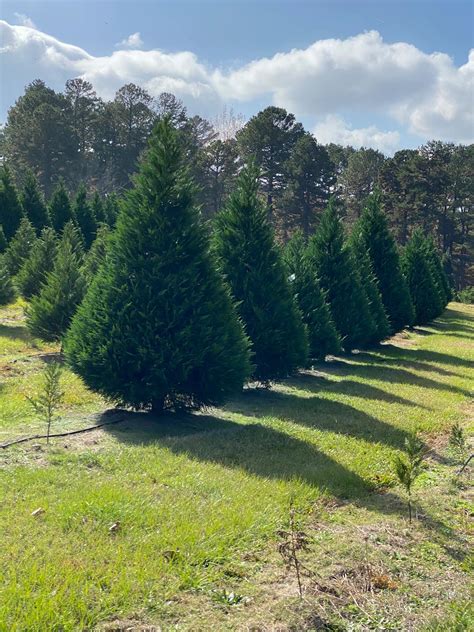 Hollis Christmas Tree Farm