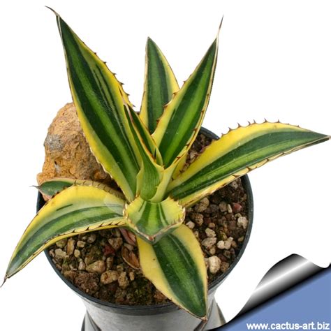 Agave Lophantha Quadricolor