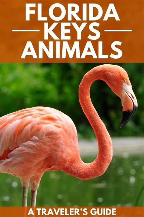 From Crocs To Key Deer 17 Iconic Florida Keys Animals To Look For