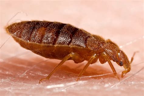 Flea Identification How To Spot Them