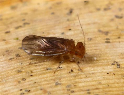 Psocodea Ectopsocopsis Cryptomeriae Bugguide Net