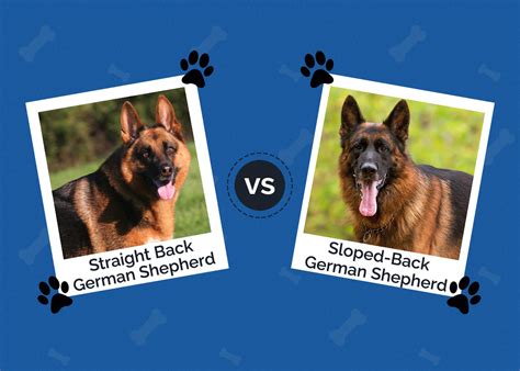 Straight Vs Sloped Back German Shepherds Key Differences With