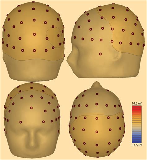 Scalp Electrode Montage Used For Eeg Recordings Scalp Electrode Download Scientific Diagram