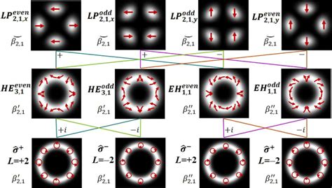 intensity and polarization patterns of linearly polarized lp top